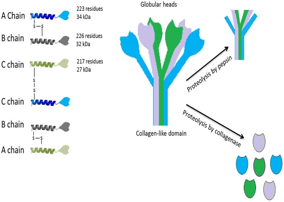 complement c1q antibody