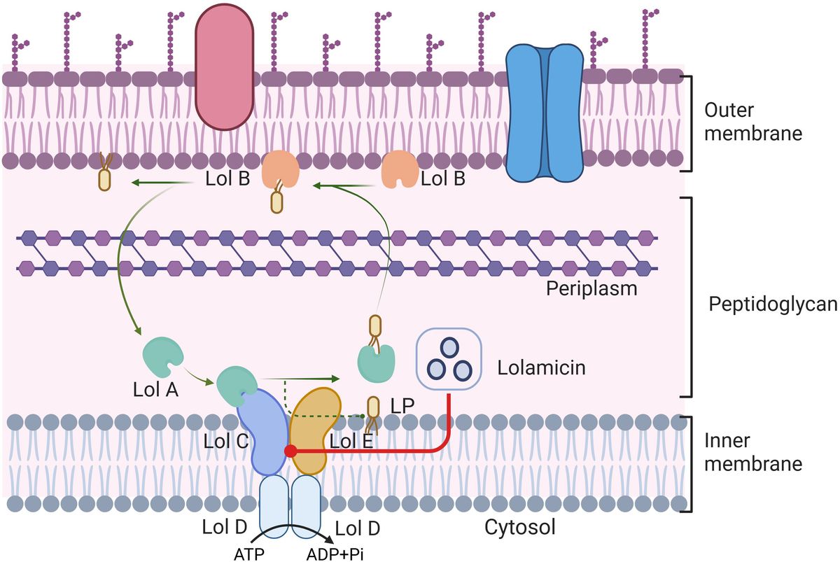 gram negative bacteria