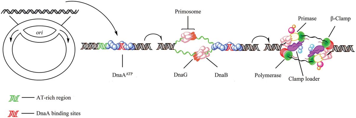 consensus sequence origin of replication