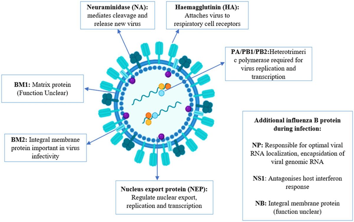 bird flu virus structure