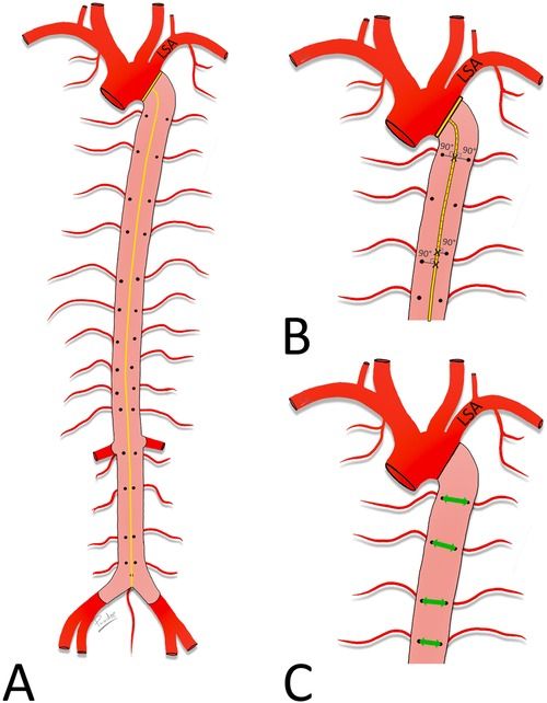 segmental artery function