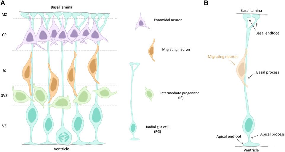 neuron structure glial cell