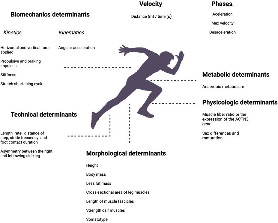 sprinters body composition