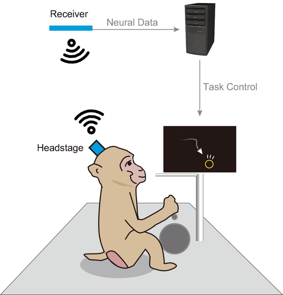 conduction revision monkey