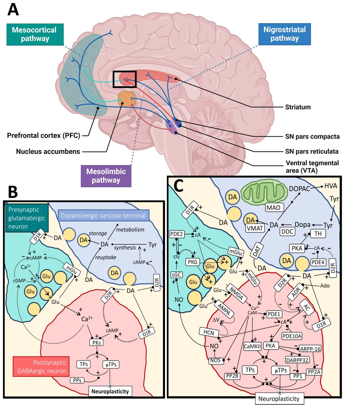 precursor to dopamine