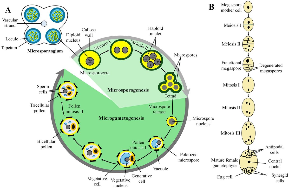 ovule flower will develop into a