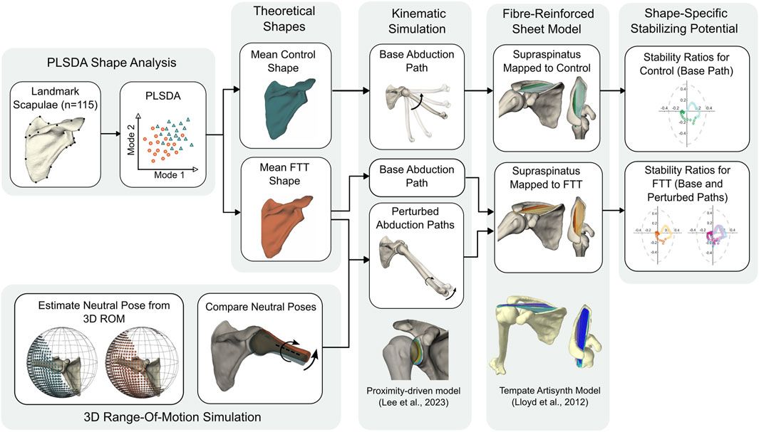 shoulder abduction test negative