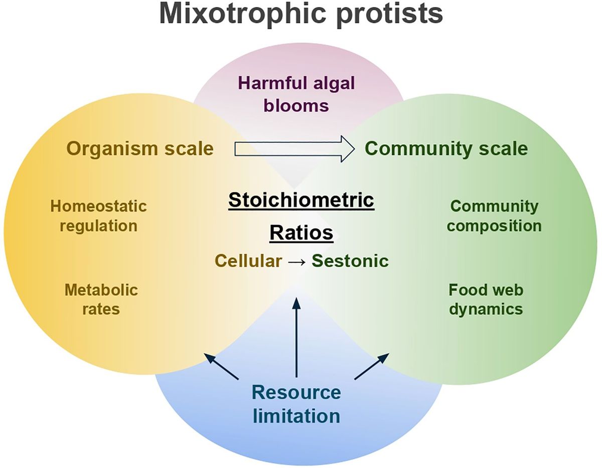 heterotrophic protists examples