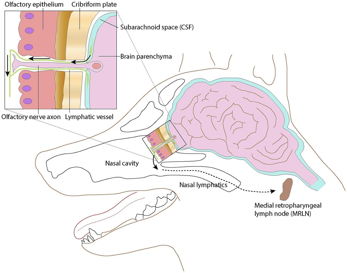 sacral lymph nodes dog