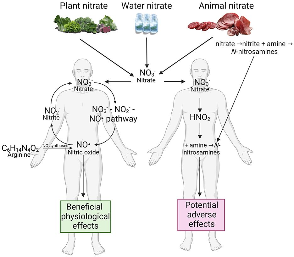 nitrites and nitrates
