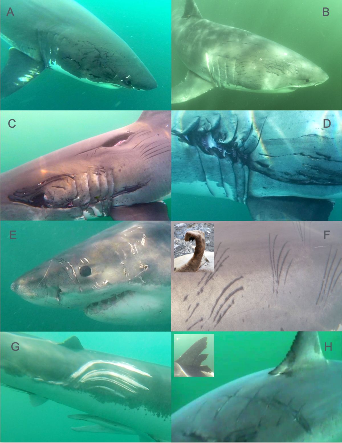 nurse shark bite mark