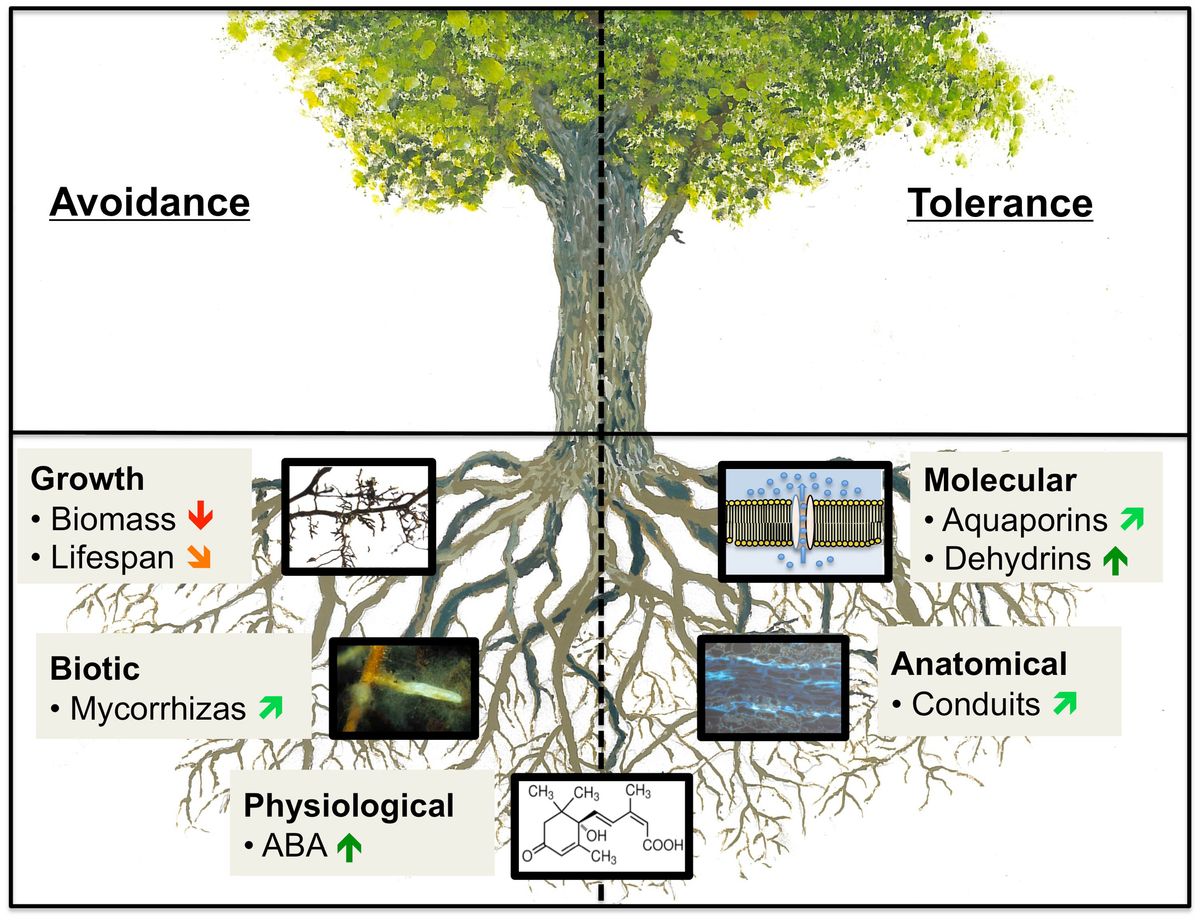 tree root system types