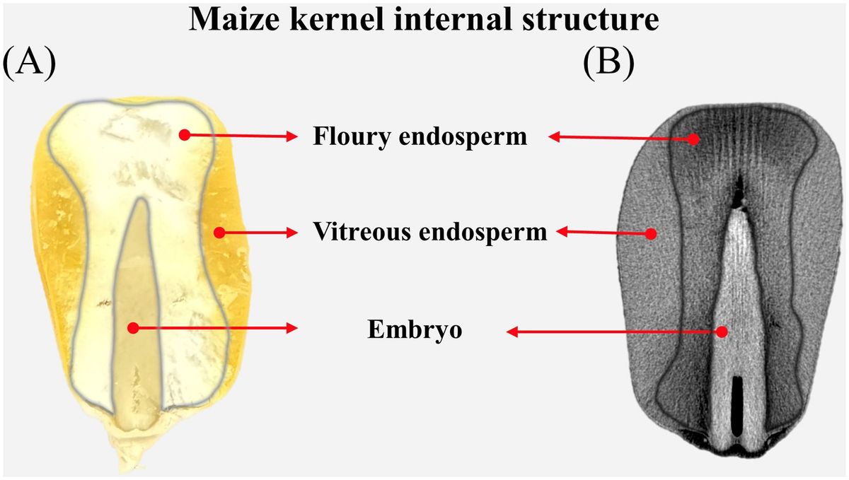 corn kernel anatomy diagram