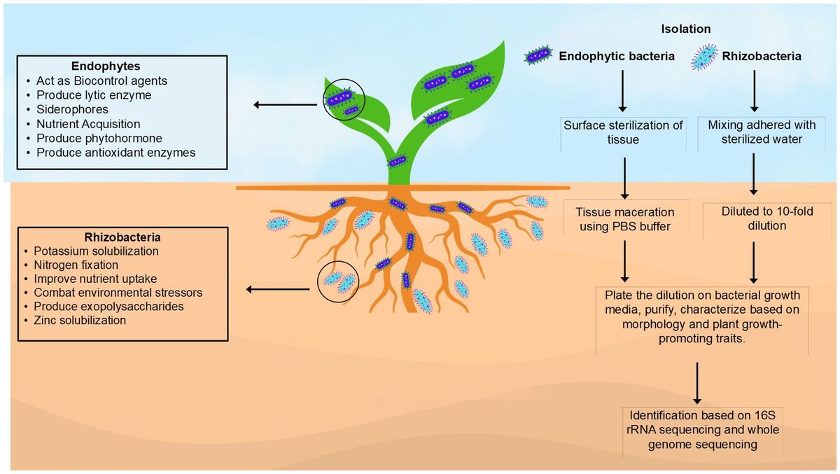 bacillus simplex source
