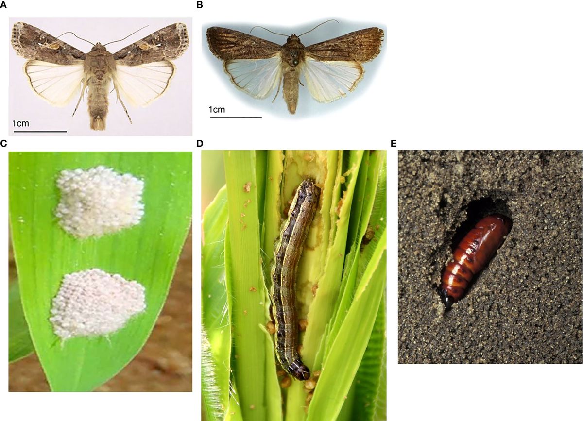 fall armyworm predators