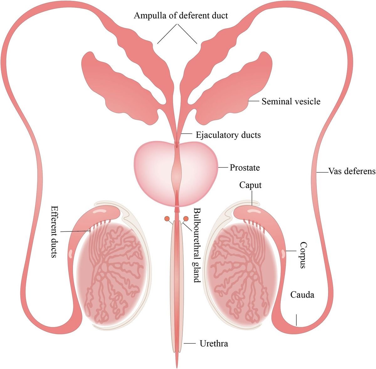 efferent ductules function