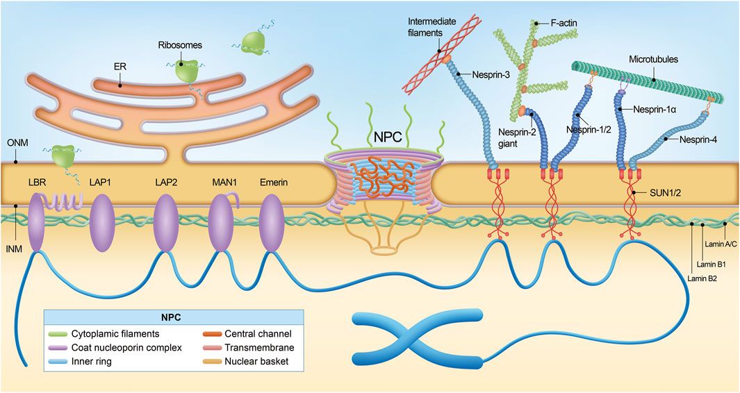 nuclear pore structure and function