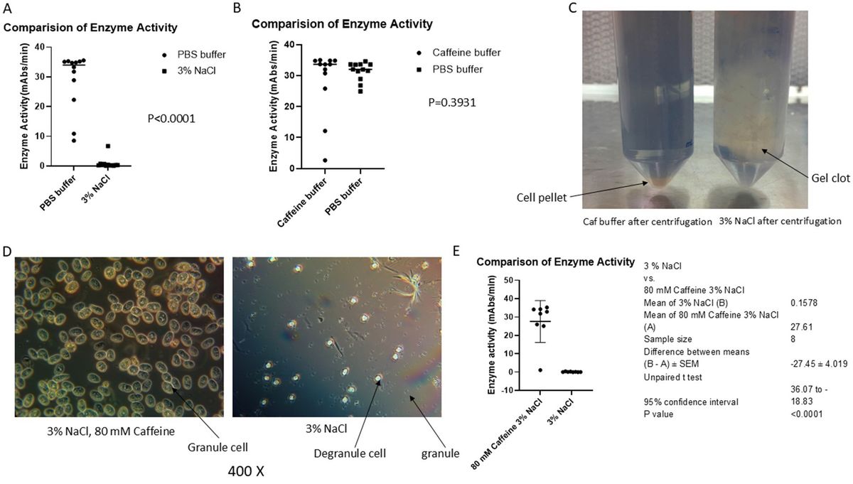 amoebocytes function