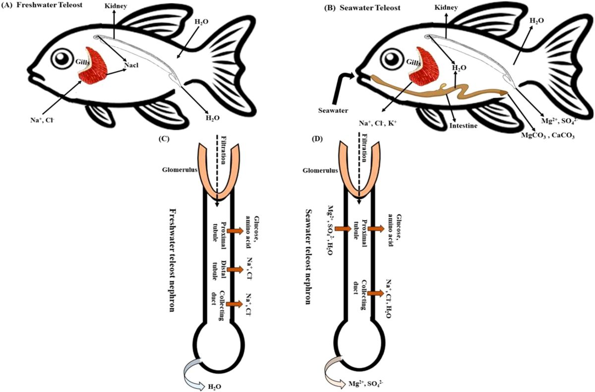 teleost fish examples