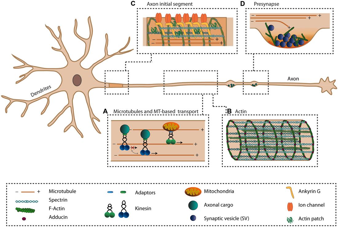 cytoskeleton function a level