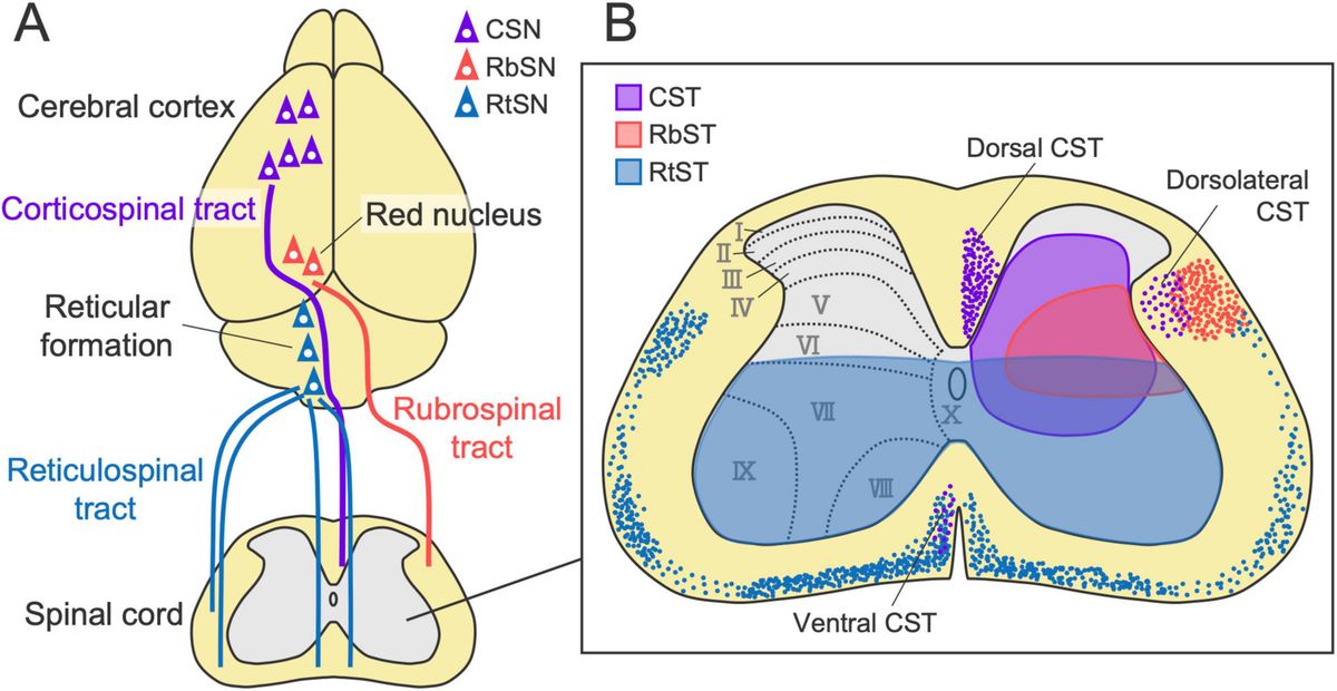 reticular spinal tract function