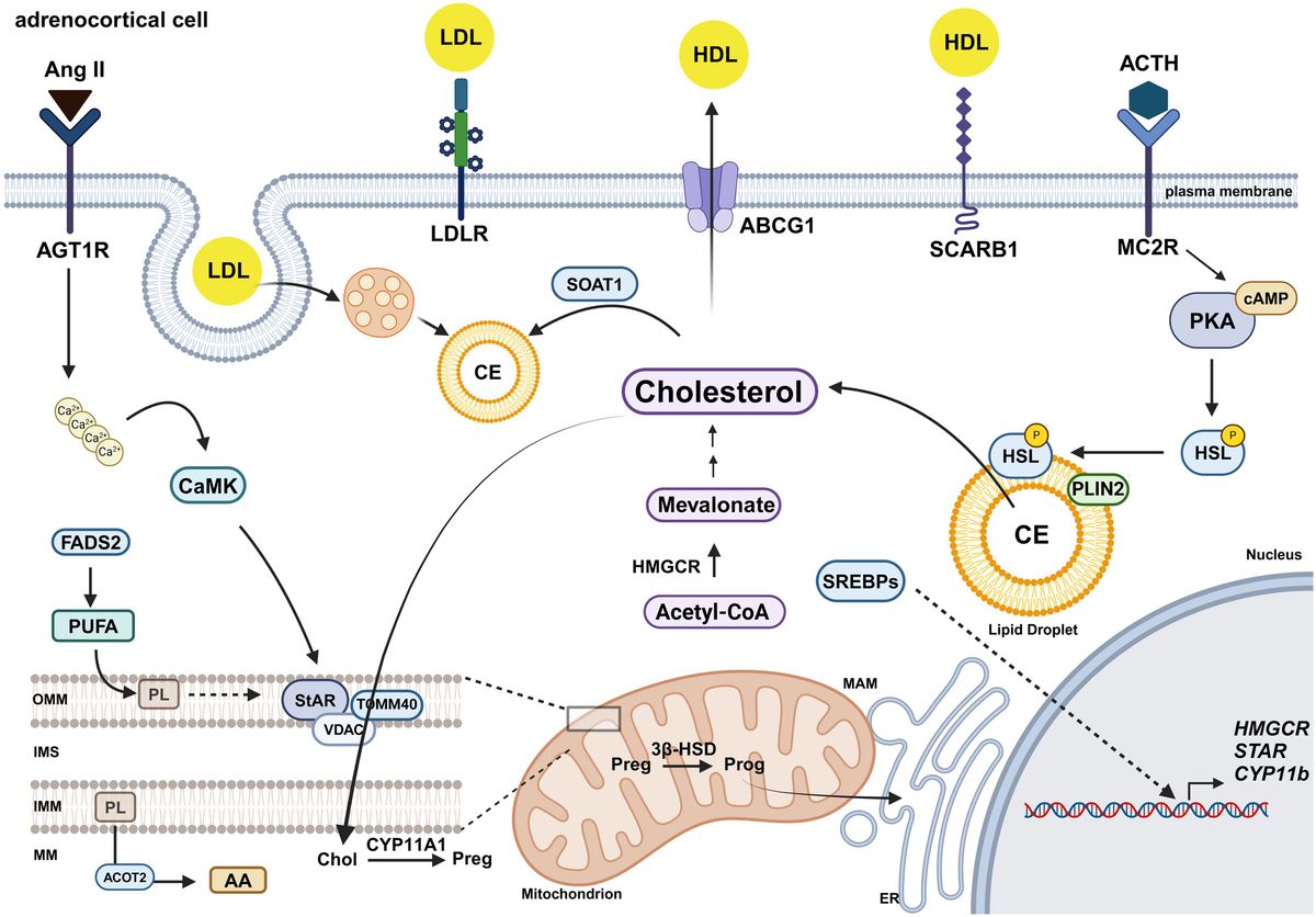 adrenaline oxidation