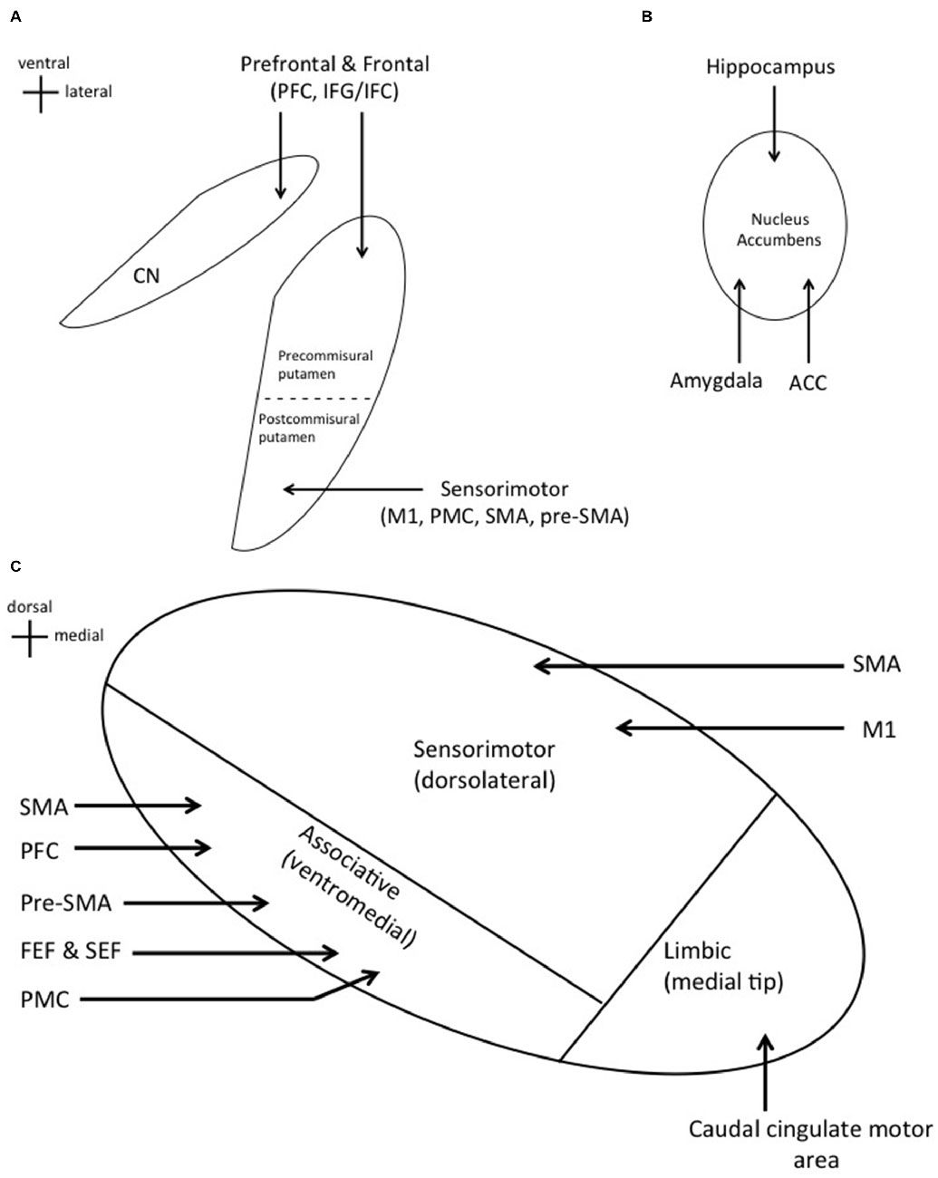 striatum components