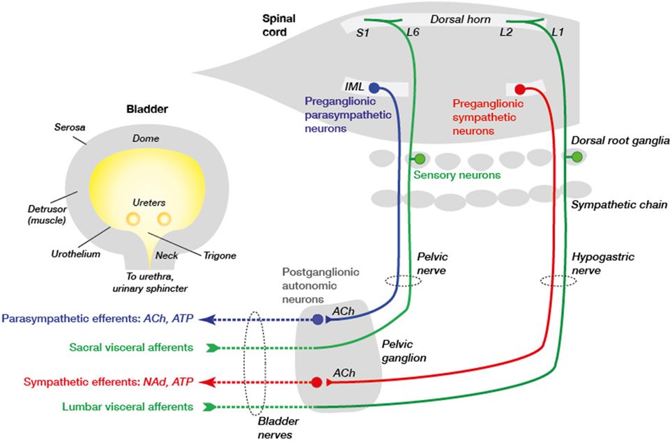 urinary bladder function