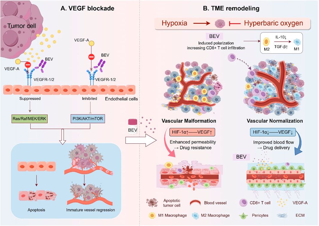 bevacizumab protocol
