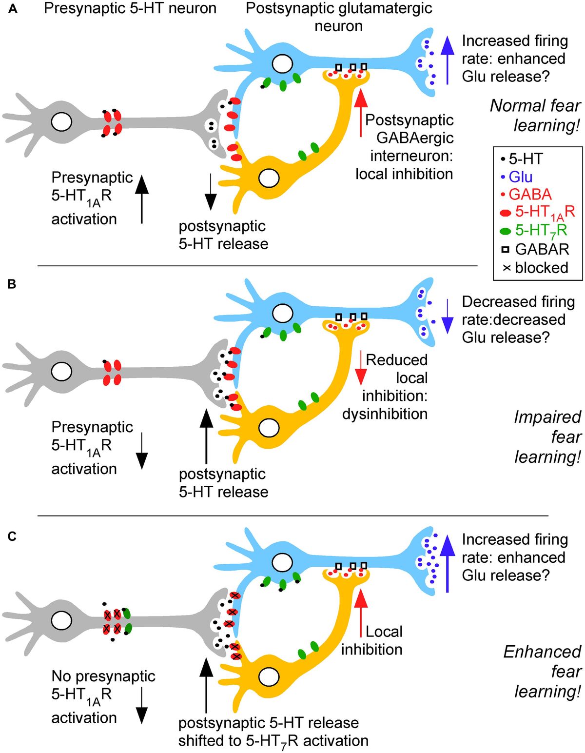 serotonin receptor structure