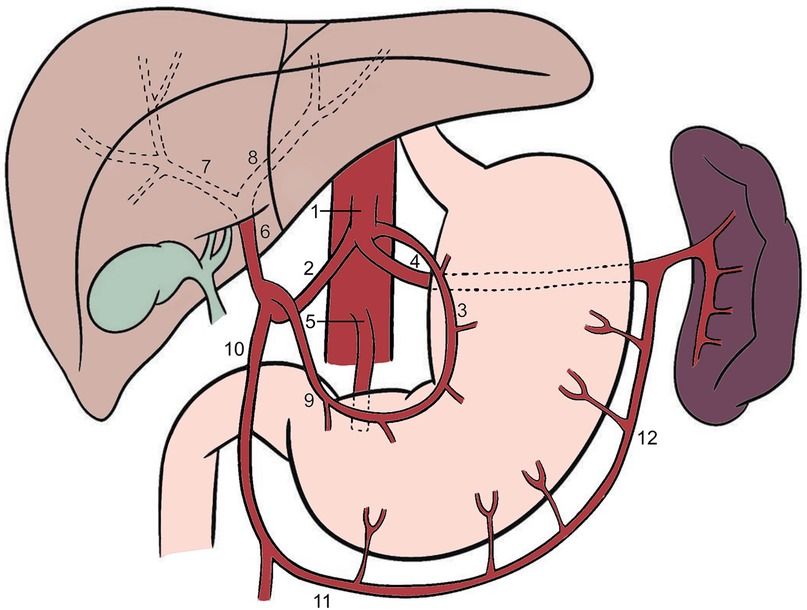 hepatic artery problems