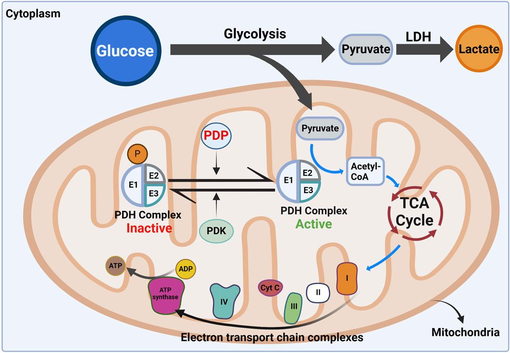 pyruvate dehydrogenase complex e1 e2 e3