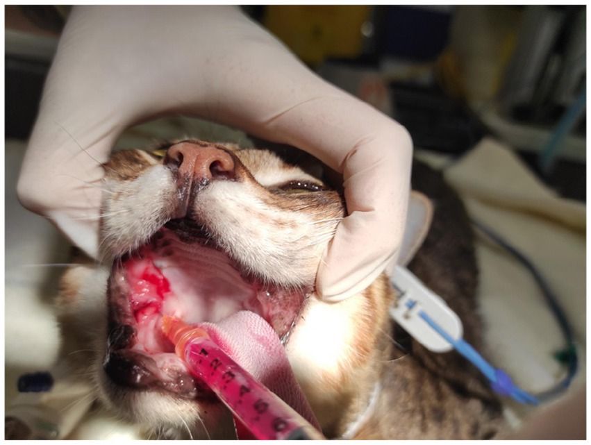 plasma cell gingivitis cat