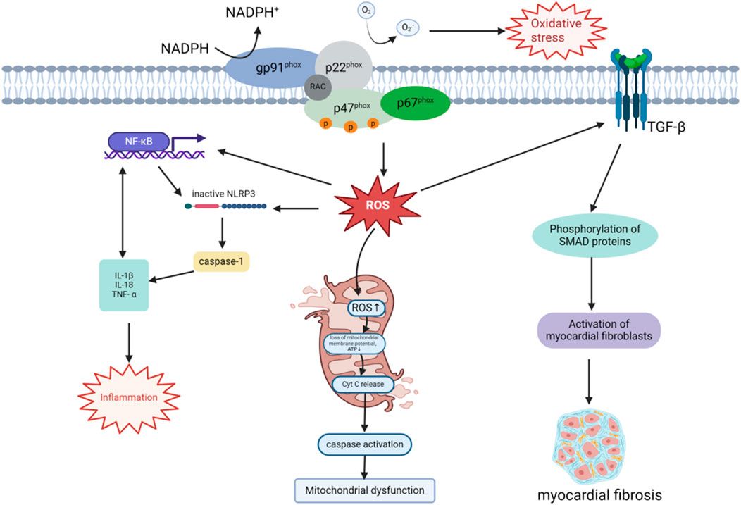 nadph oxidase complex