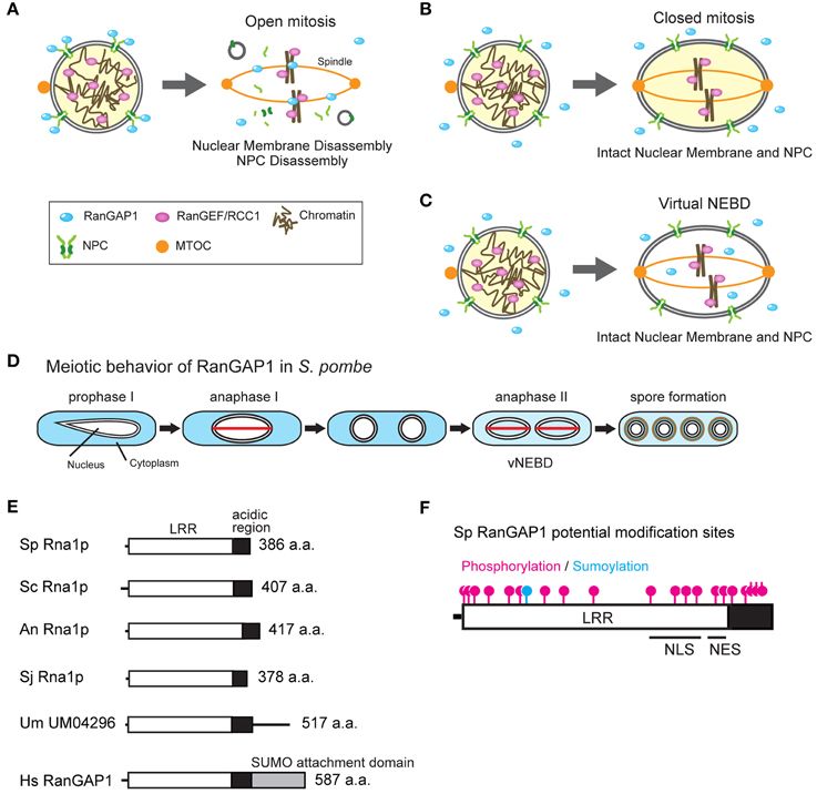 nuclear envelope function in mitosis