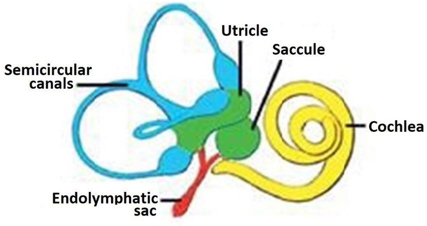endolymphatic duct connects