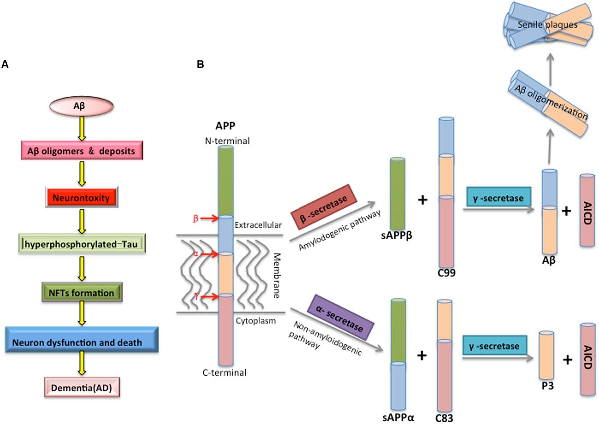beta amyloid peptide sequence