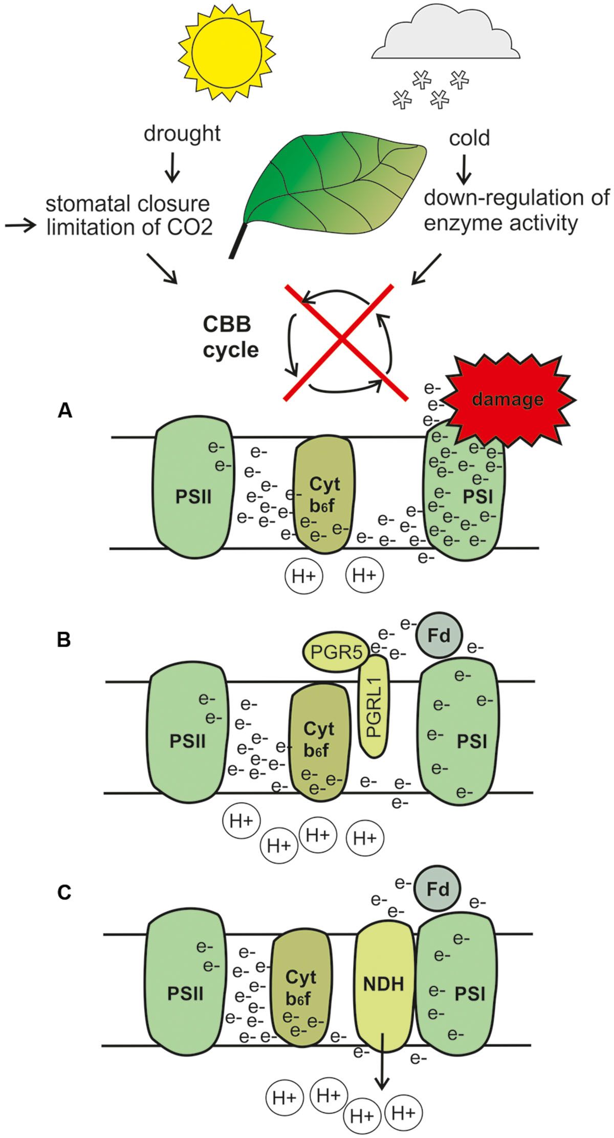 cyclic electron flow steps