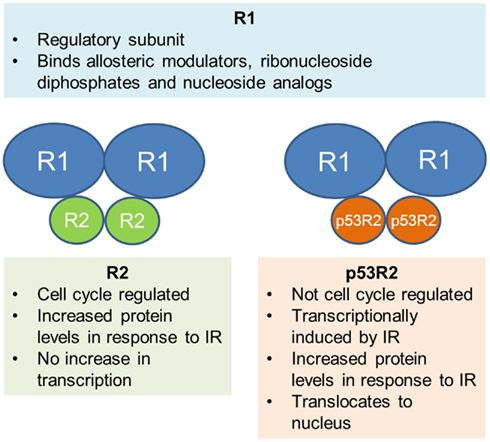 ribonucleotide reductase