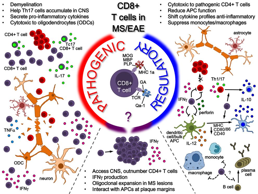 suppressor t cells cd8
