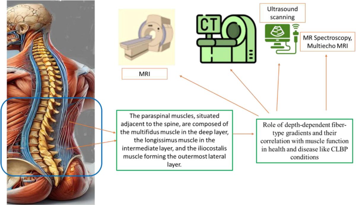 multifidus muscle function