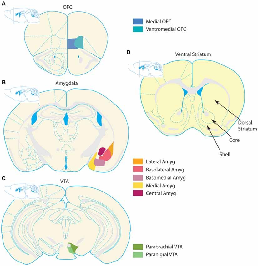 ventral striatum function