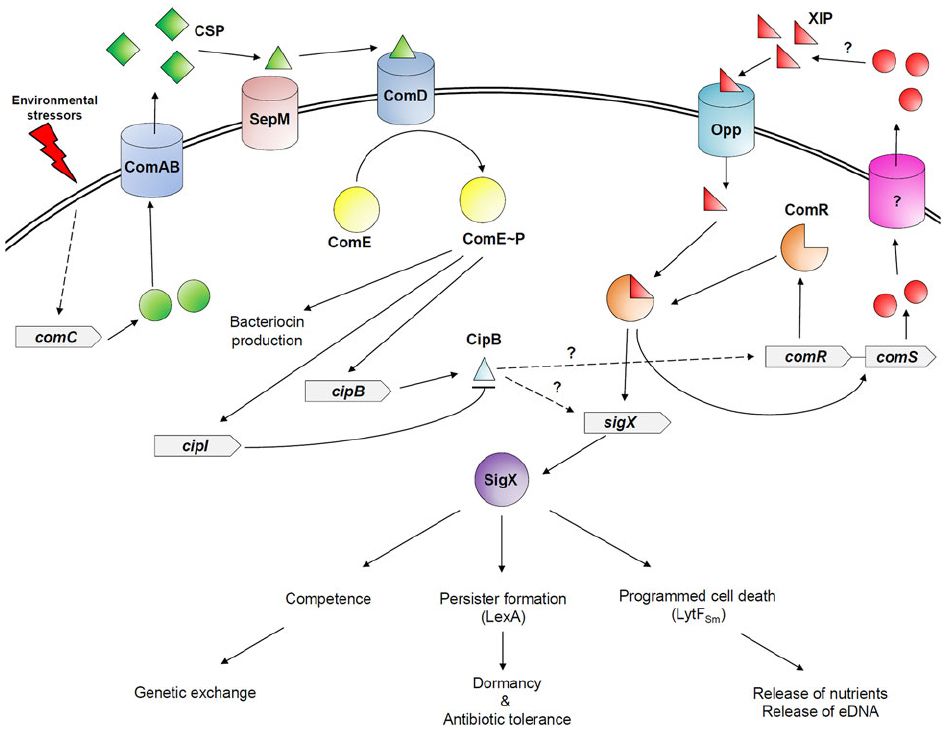 streptococcus mutans treatment