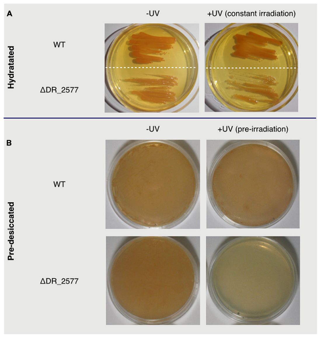 deinococcus radiodurans function