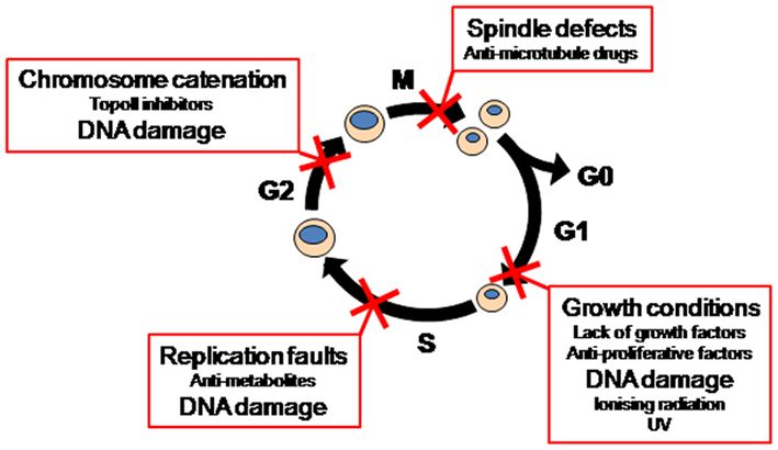 cell cycle and checkpoints
