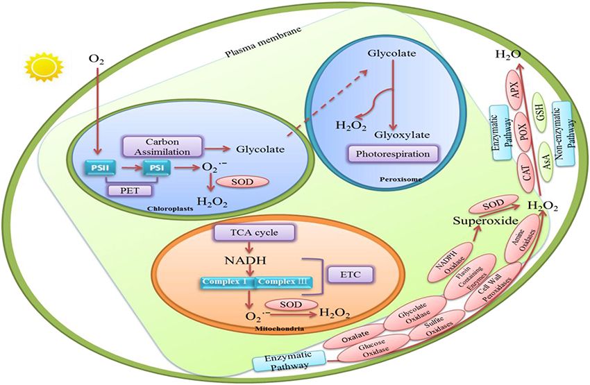 hydrogen peroxide structure shape