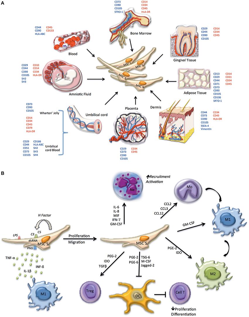 bone marrow derived stem cells