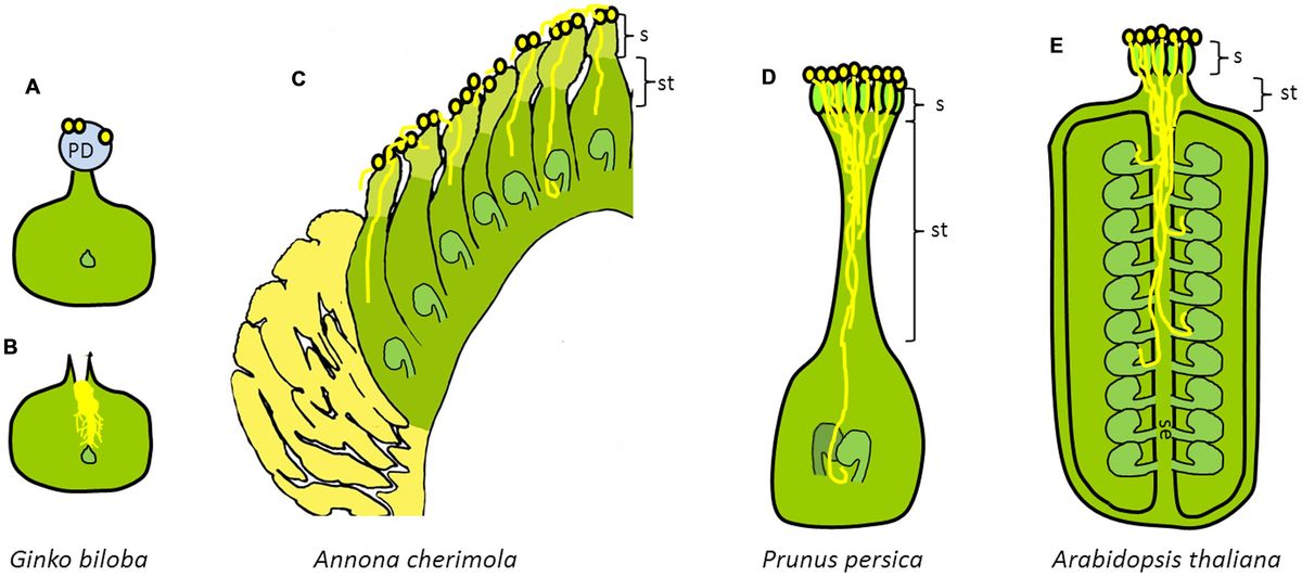 pollen cone cross section