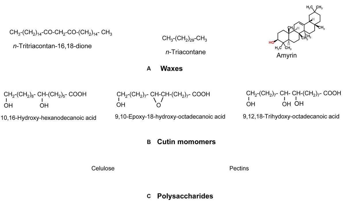 waxes general structure