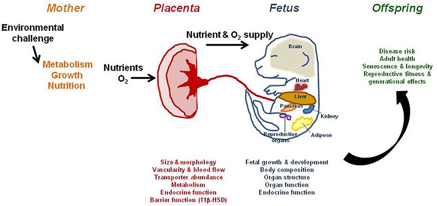 what is placenta function